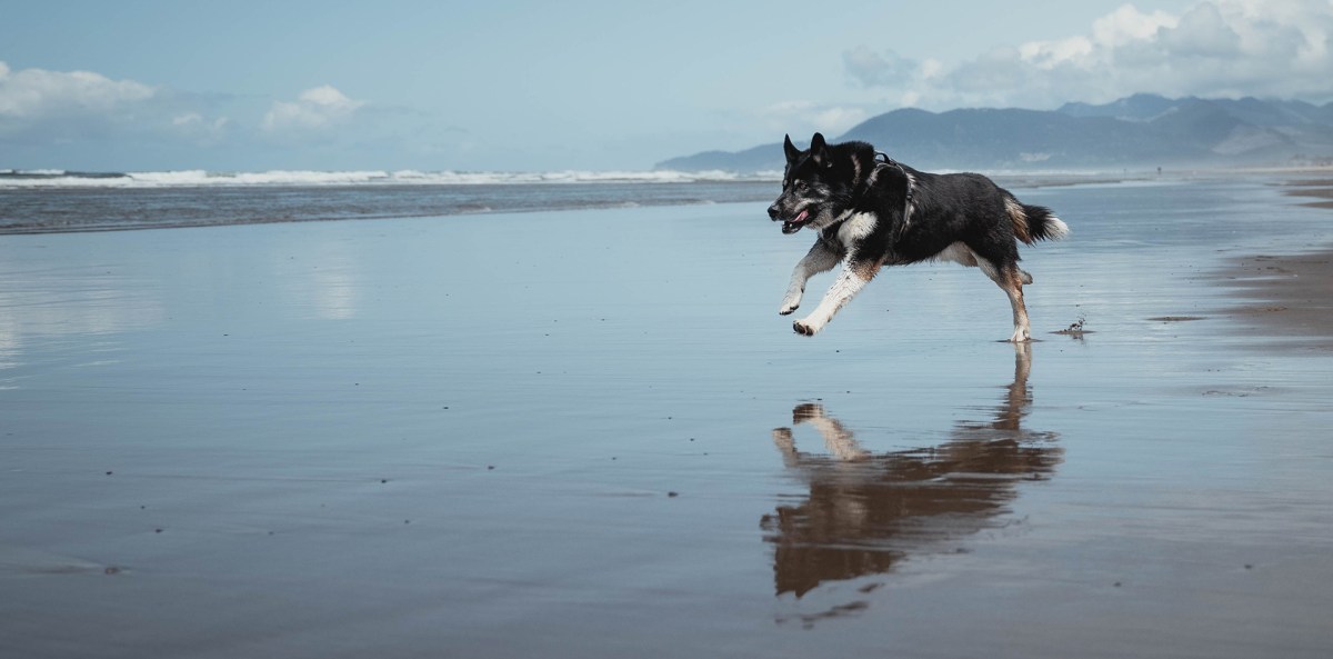 Lauren Martinez Design